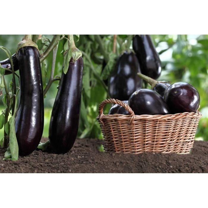 Graines d'aubergine pour la plantation 400 - Non OGM - Longue grande aubergine - Graine ...
