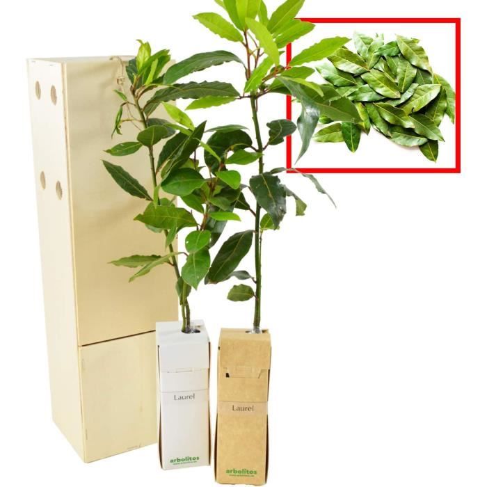Laurier d’Extérieur | Arbustes Aromatiques | Feuillage Persistant Idéal ...