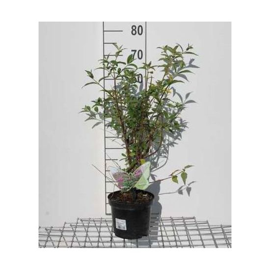 Buddleja 'Argus Velvet'® - Arbre Aux Papillons 40- 60 cm en pot ...