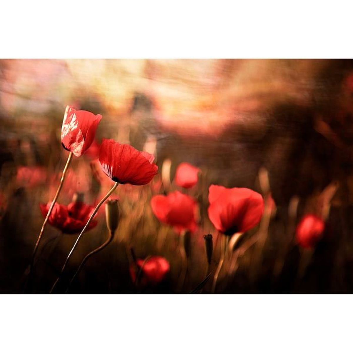 Papier Peint Photo INTISSÉ-(196905)-COQUELICOT FLEUR ROUGE-250x186cm-5 ...
