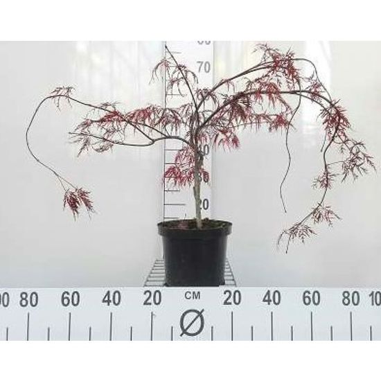 Acer palm. 'Inaba Shidare' - Erable Du Japon, Érable Palmé 'Inaba ...