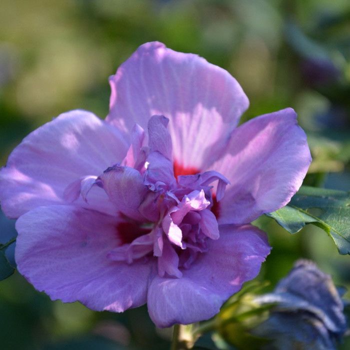 Plante poussée - Hibiscus syriacus Ultramarine® 'Minultra' - Pot de 10L ...