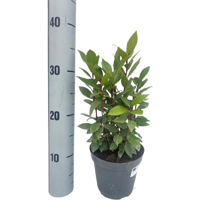 Plante d'intérieur – Laurier – Hauteur: 35 cm XCFB - Cdiscount Jardin