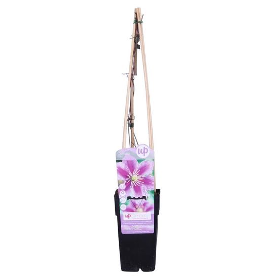 Clematis Piilu – Liane des bois à grandes fleurs – Plante grimpante ...