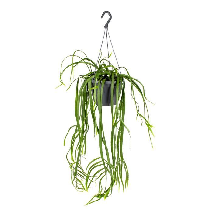 Lepismium 'Bolivianum' et pot suspendu - D17 cm - H 20 cm - Cdiscount ...