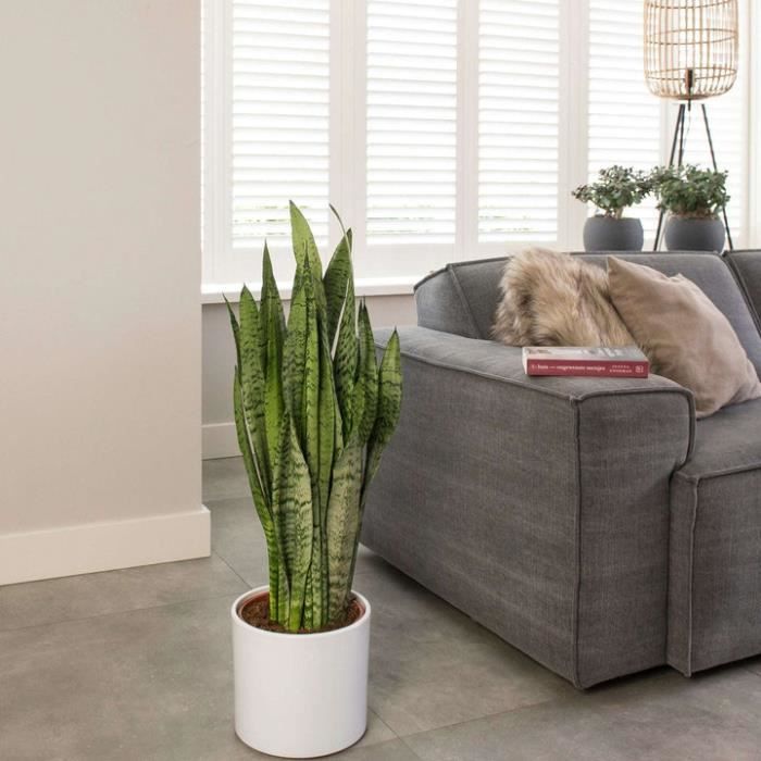 Plante d'intérieur – Langue de belle-mère – Hauteur: 80 cm XDB2 ...