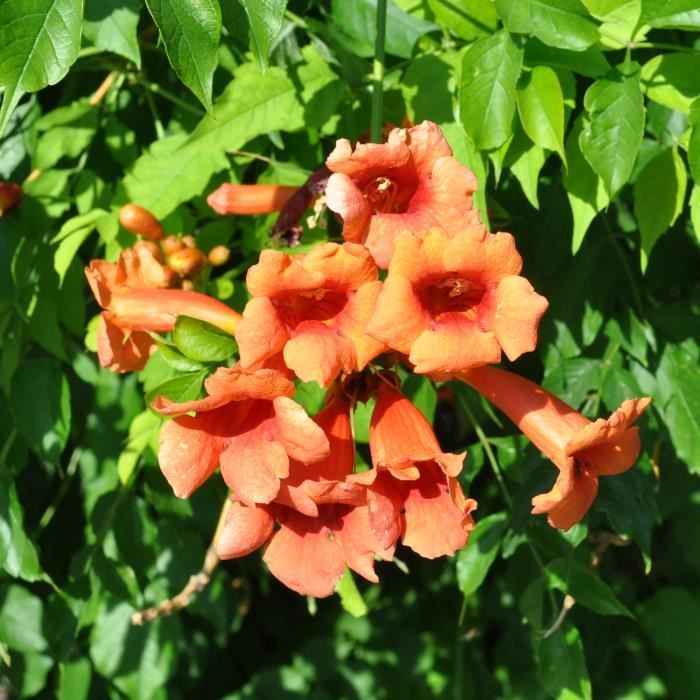 Bignone Campsis Tagliabuana "Madame Galen" Plante grimpante à feuilles ...