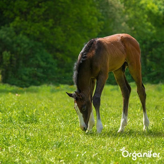 Graine - Semence - Organifer - Semences Pour Prairie - Pour Les Chevaux ...