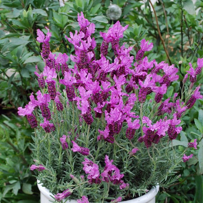 Lavande papillon The Princess® Lavender 'IB910-2' Rose vif - Cdiscount ...