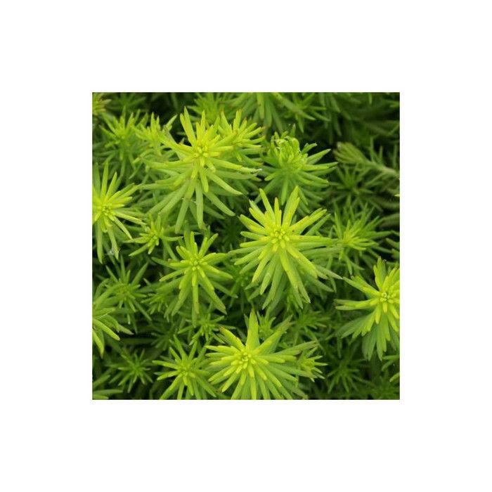 Orpin réfléchi Angelina - Cdiscount Jardin