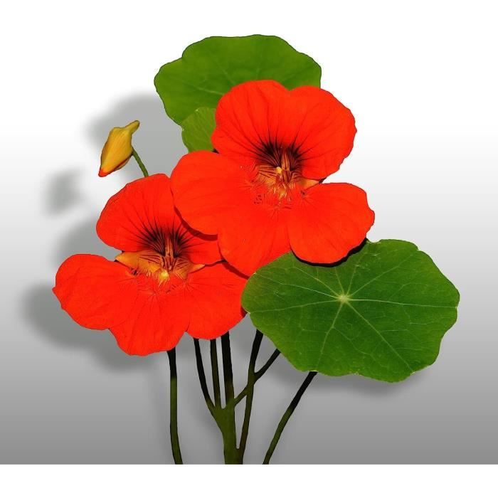 20 Graines Fleurs-Capucine Grande Rouge Spit Fire-Tropaeolum Majus ...