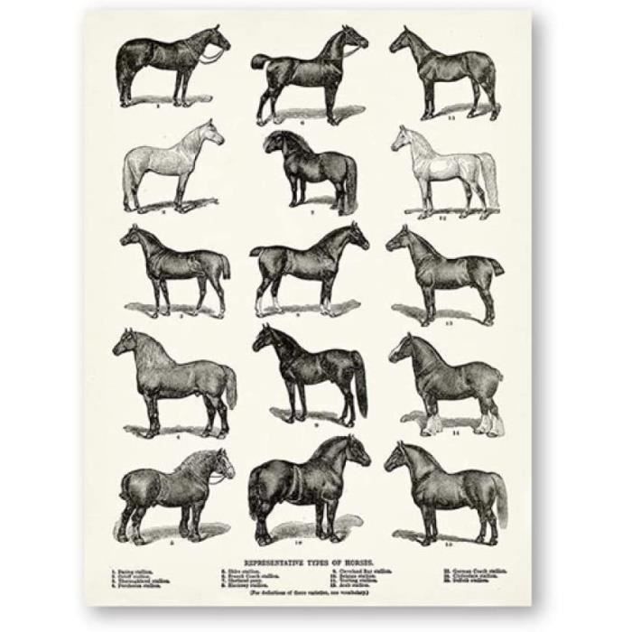 Types de Races de Chevaux Impression Cheval 233questre Art Affiche ...