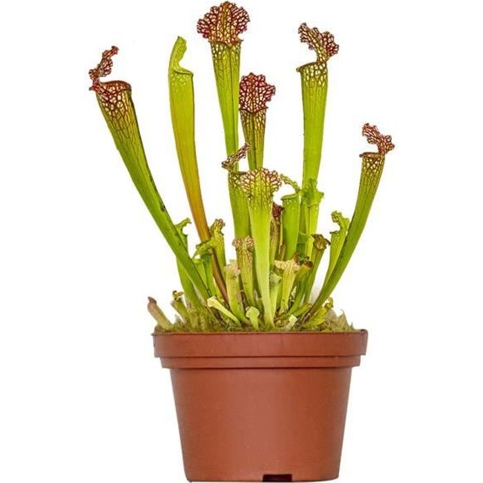 Sarracenia 'Juthatip Soper' – Plante carnivore – Peu d'entretien – D12 ...