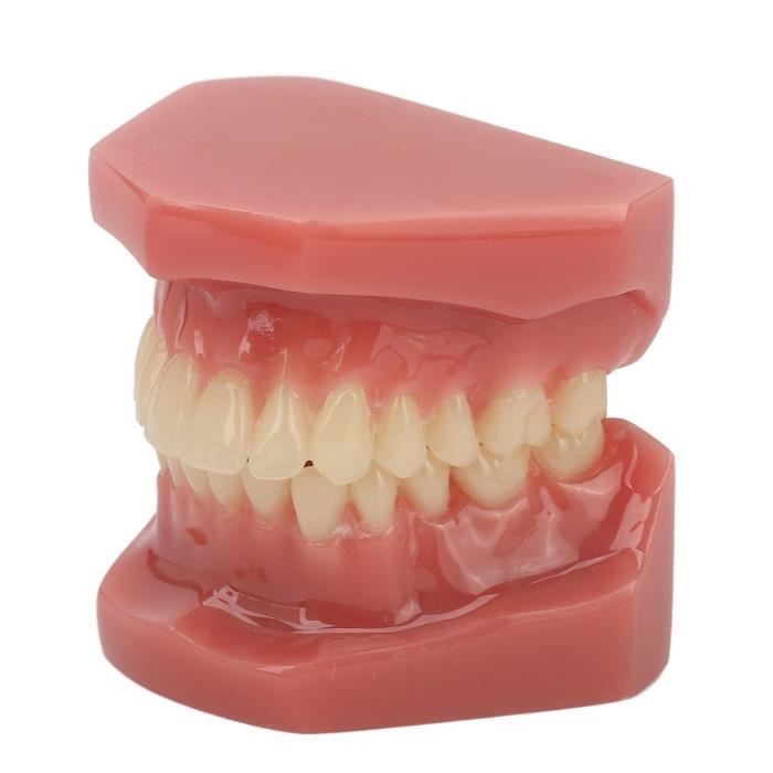 Zerodis Modèle de prothèse adulte Modèle de Dent 28 Dents Modèle ...