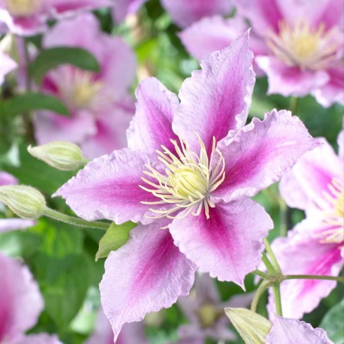 2x Clematis Piilu – Liane des bois à grandes fleurs – Plante grimpante ...