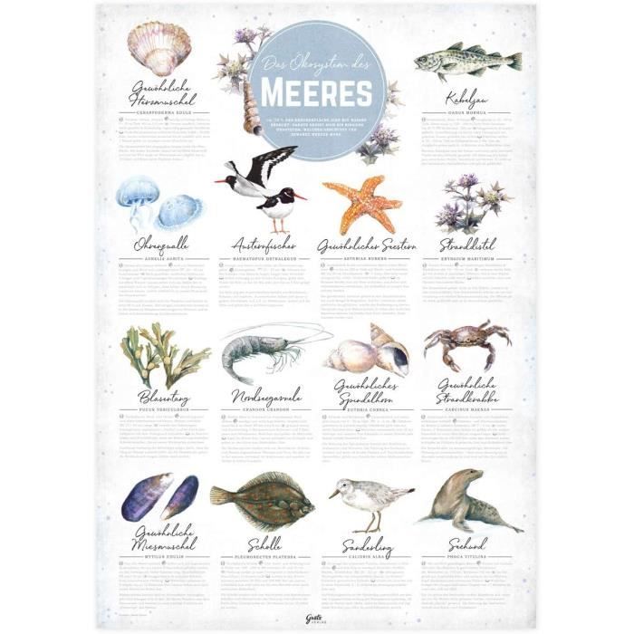 Poster Xl Maritime « L'Écosystème De La Mer » Din A2 Portrait | Poster ...