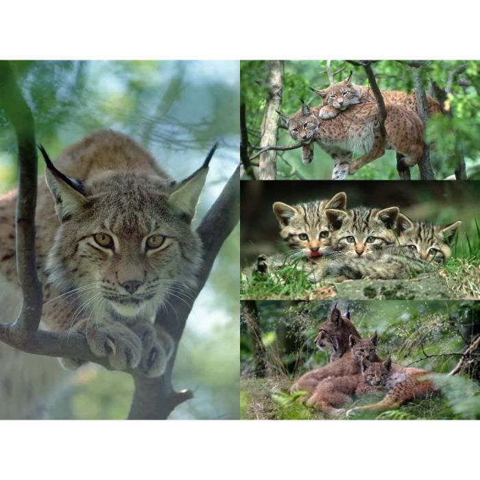 Cartes postales-set de 3–d : lynx et félins (3–d-postkarte de lynx et ...