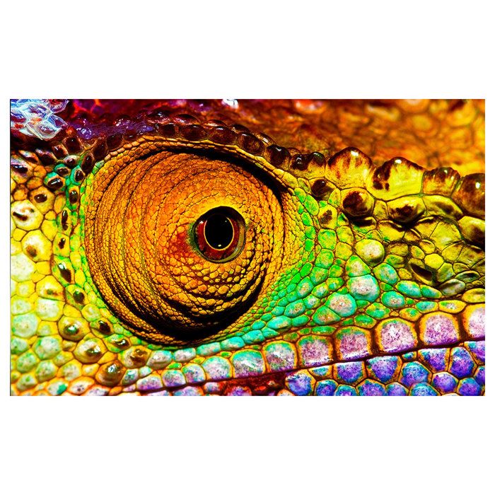Affiche yeux reptiliens - HXA DECO - 60x40cm - Rouge - Nature et ...