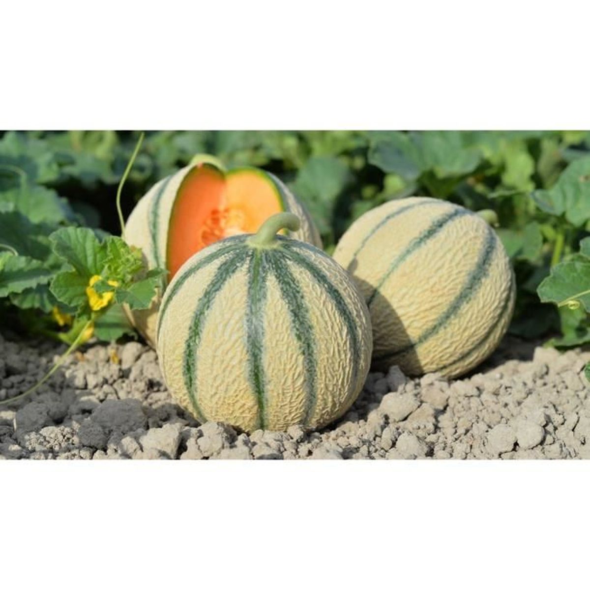 30 Graines de Melon Charentais- Jardin légume ancien - méthode BIO ...