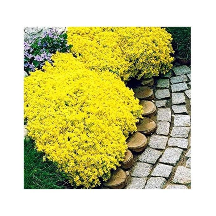 500 Graines de Thym Serpolet Rouge Plante Vivace Couvre-Sol Faciles à ...