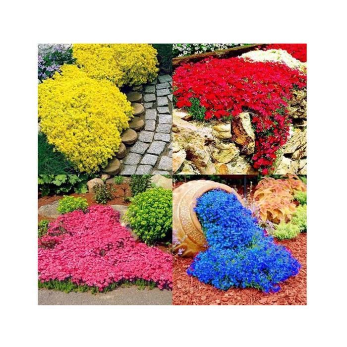 500 Graines de Thym Serpolet Rouge Plante Vivace Couvre-Sol Faciles à ...