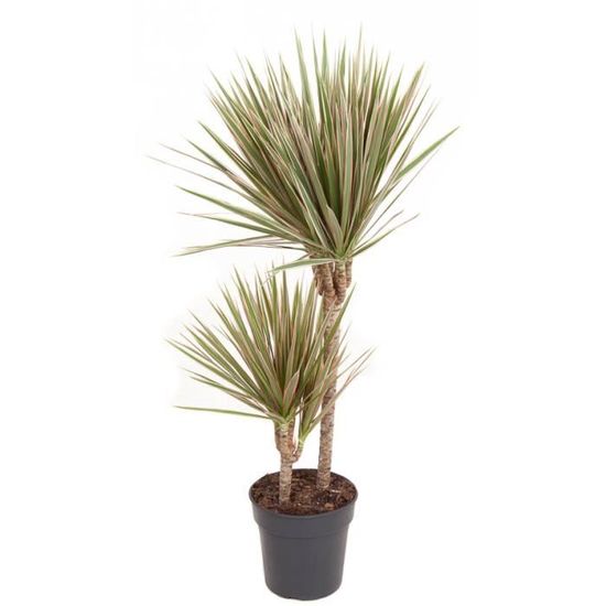 Plante d'intérieur – Dragonnier – Hauteur: 110 cm XFF1 - Cdiscount Jardin