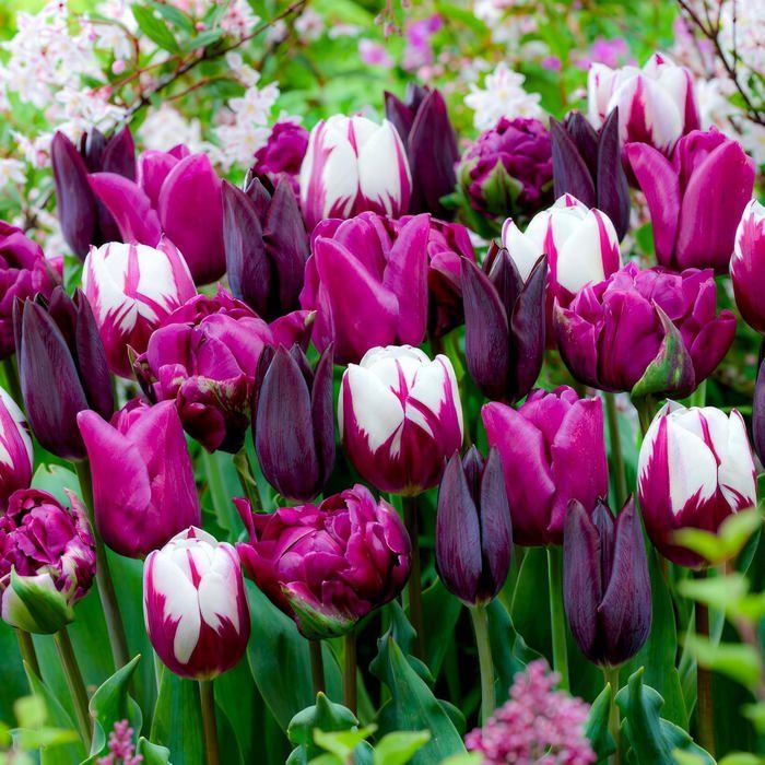 Bulbes de tulipes Collection Mauve Noir Blanc (25 pièces) mélange ...