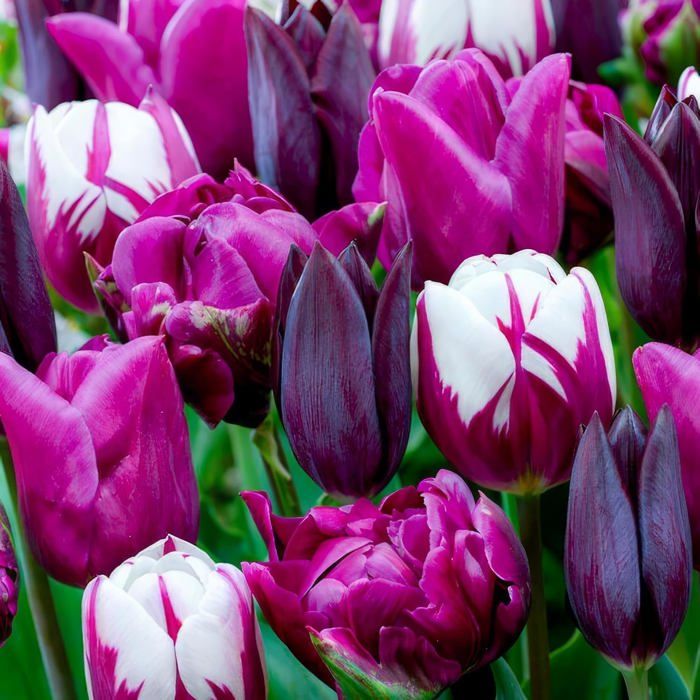 Bulbes de tulipes Collection Mauve Noir Blanc (25 pièces) mélange ...