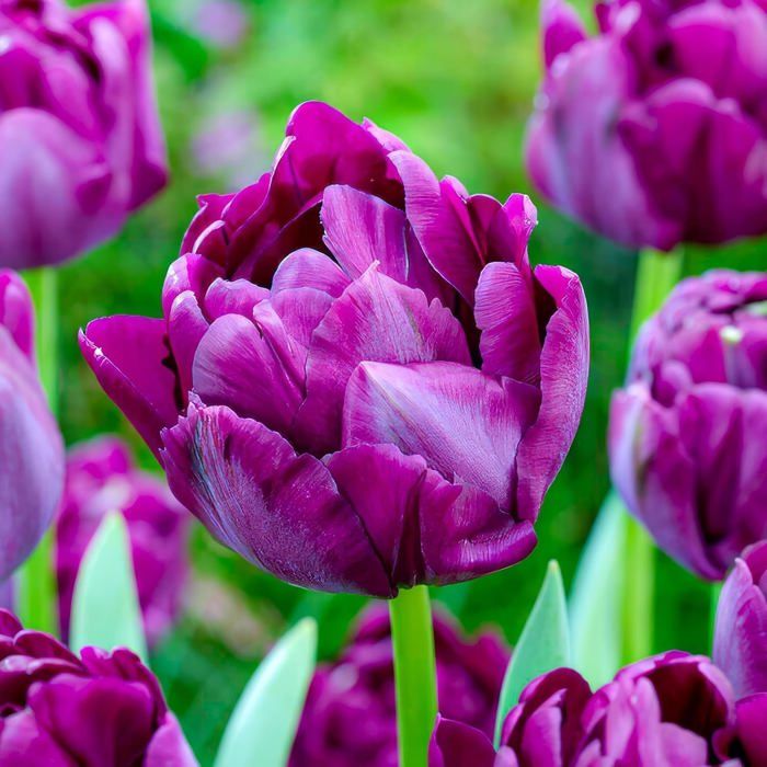 Bulbes de tulipes Collection Mauve Noir Blanc (25 pièces) mélange ...