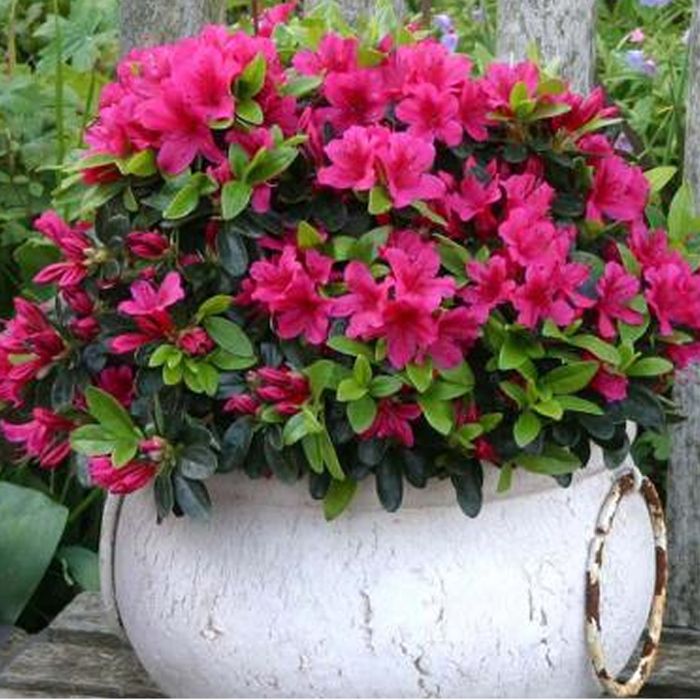 Azalée Rose GardenersDream (1 pièce) - Plante Arbuste Rhododendron ...