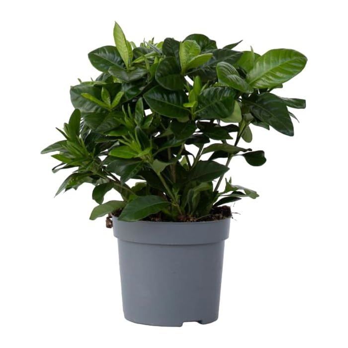 Plant in a Box - Gardenia Jasminoides - Jasmin du Cap Plante d ...