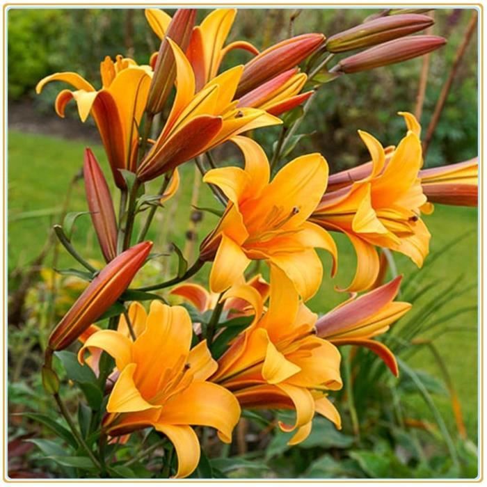 Plantes fleuries - Lys géant - Bulbe de Lis Blanc - A - Fleurs - Non ...