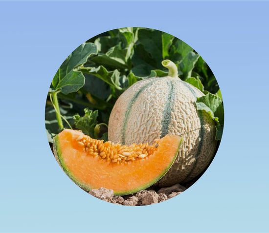 60 graines de melon charentais -saveur douce et juteuse - Cdiscount Jardin