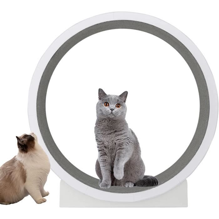 Roue Chat Grand Exercice de Roue de Chat pour Les Chats D'intérieur ...