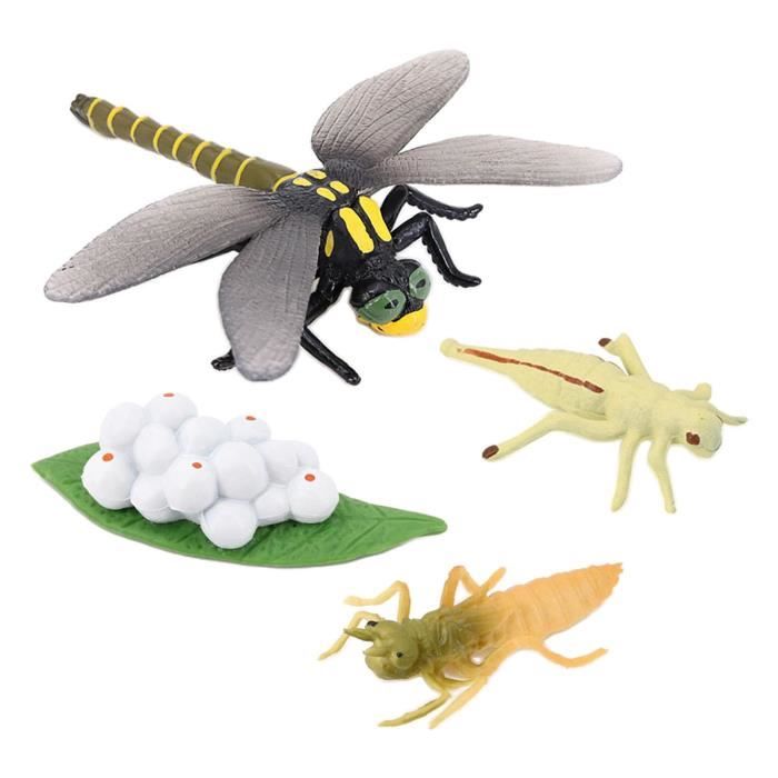 4 étapes du Cycle de Vie de une Libellule, Figurines Insectes En ...