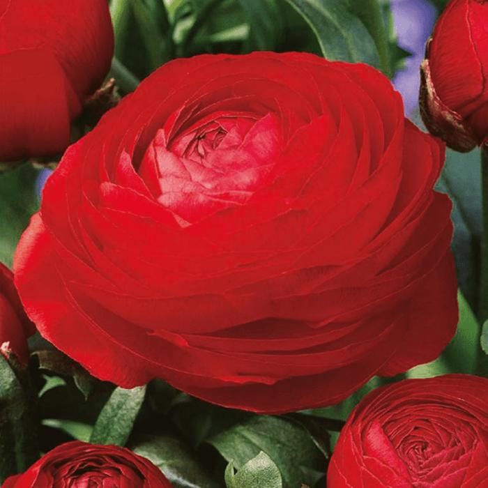 Bulbe renoncule rouges par 10 - Cdiscount Jardin