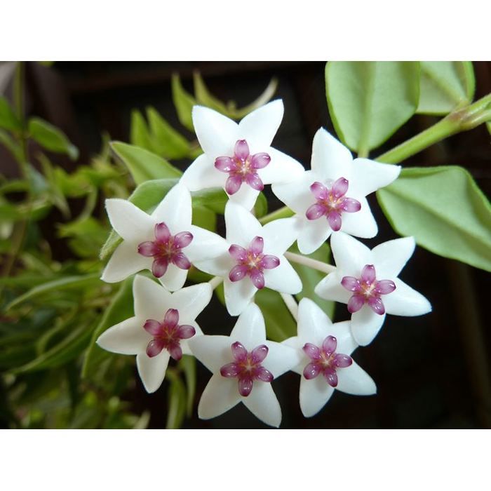 1 PIANTA HOYA BELLA FIORE DI CERA VASO 14CM Perenni - Cdiscount Jardin