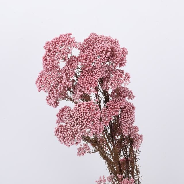 Objets décoratifs,Bouquet de fleurs de riz éternelles naturelles ...