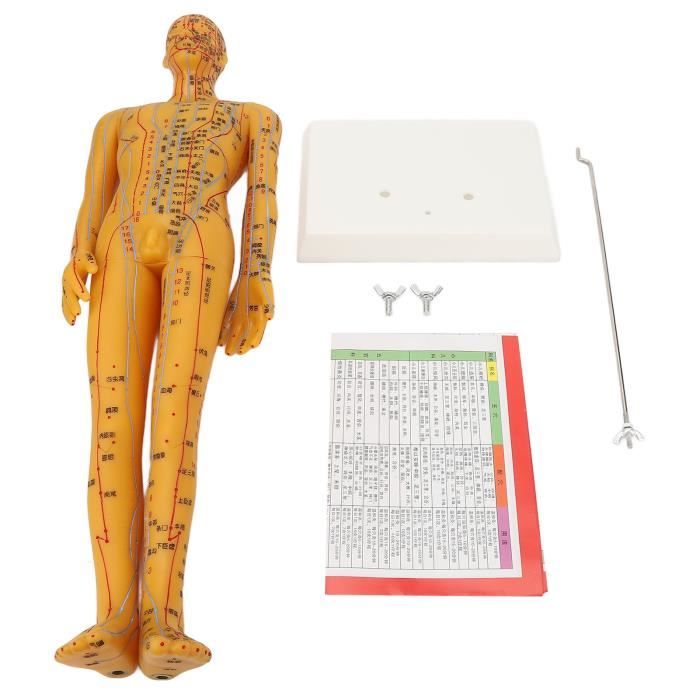 Modèle de corps d'acupoint 53cm corps humain modèle d'acupuncture homme ...