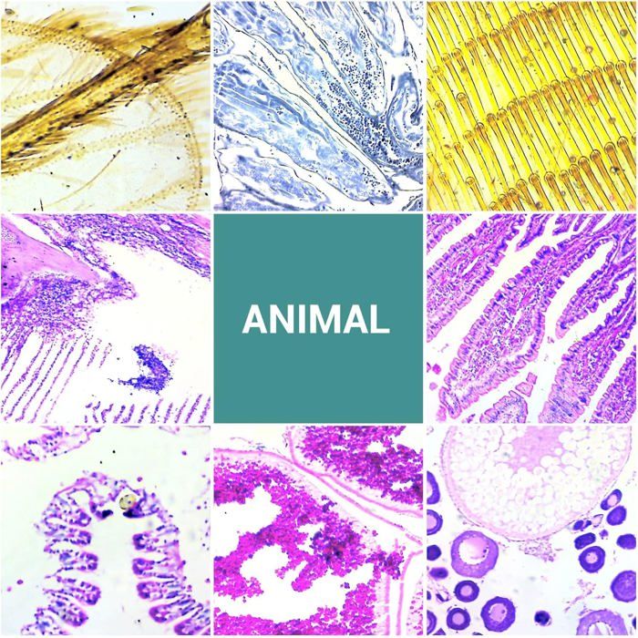 MAXLAPTER 100 Lames Microscope avec Spécimens pour Enfants et Adultes ...