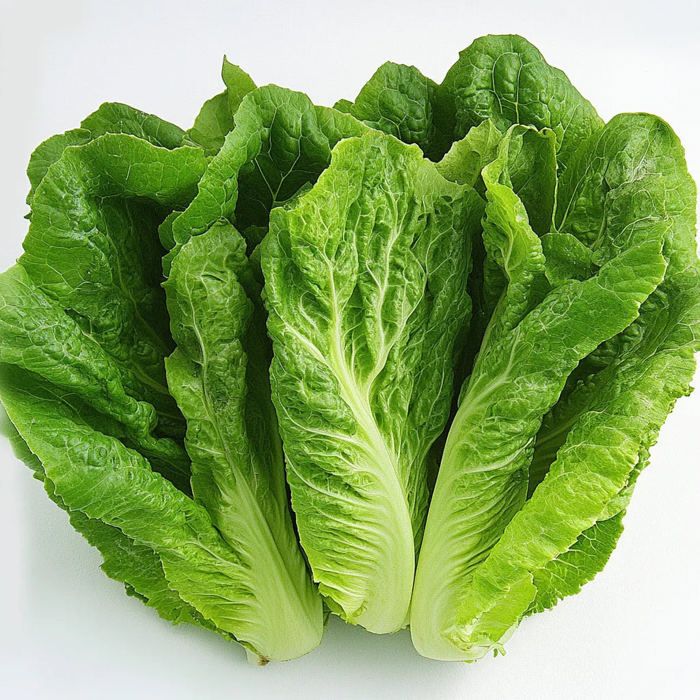 250 Graines de Laitue Romaine - SemiSauvage Permaculture - Cdiscount Jardin