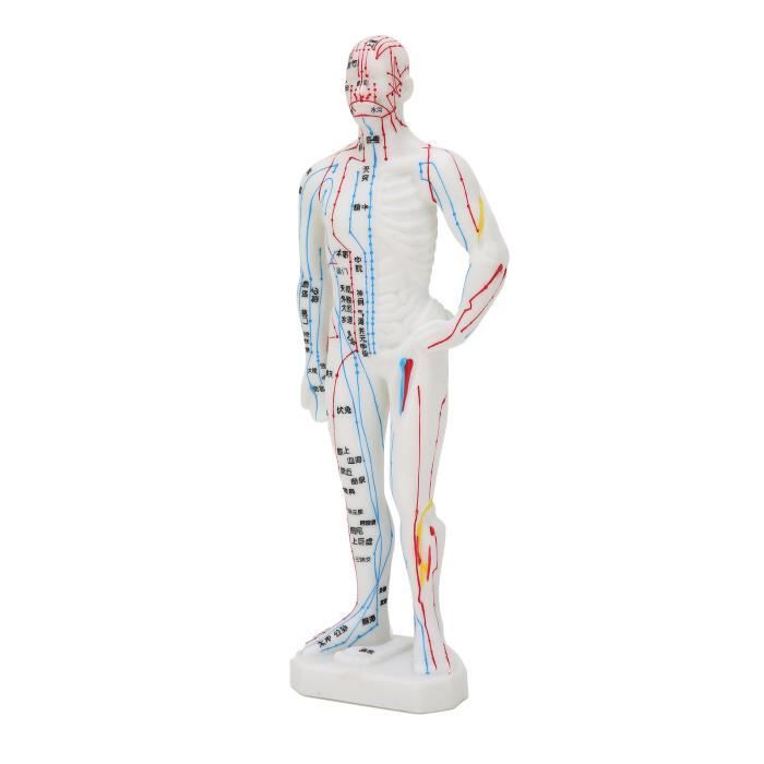 EBTOOLS Modèle d'acupuncture du corps humain Modèle d'acupuncture ...
