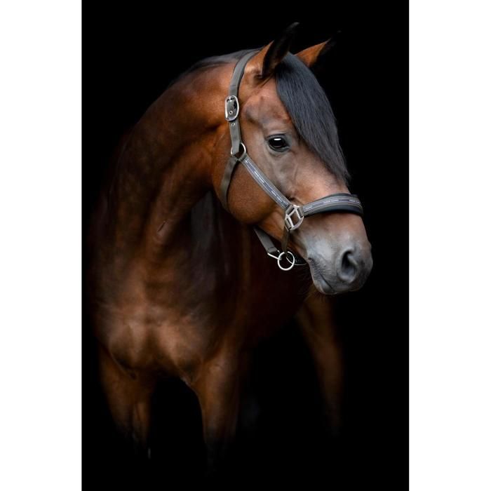 Licol pour poney HorseGuard Maison - Cdiscount