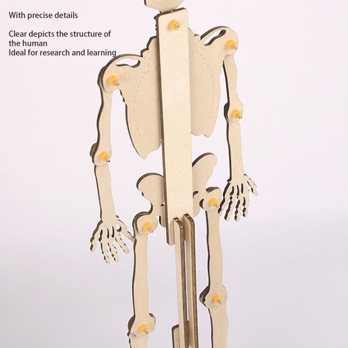 Jouet de squelette humain en bois Squelette humain assembler modèle composite bois bricolage ...