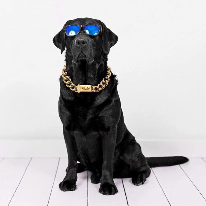 Collier de chien doré avec boucle de sécurité Collier de laisse à ...