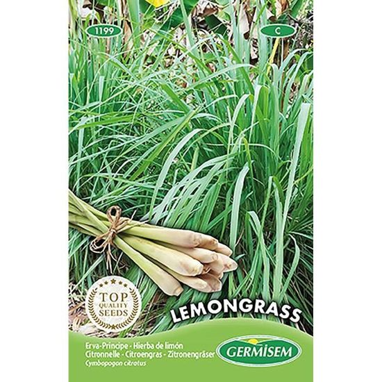 Lemongrass Seeds[z172] - Cdiscount Jardin