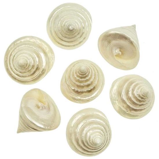Naturosphère - Coquillages tectus pyramis nacrés - 6 à 7 cm - lot de 2 ...