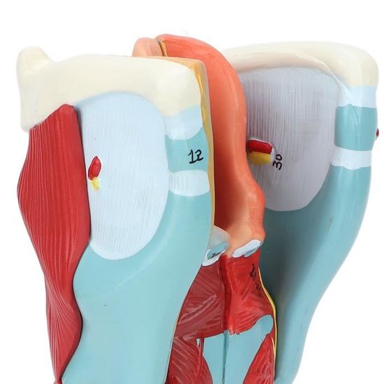 Modèle de gorge humaine agrandie 2X Modèle d'enseignement de la gorge ...