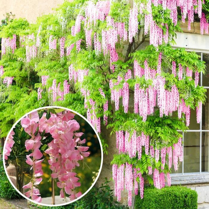 Wisteria Rosea Glycine du Japon Arbuste rustique et grimpant à feuilles ...