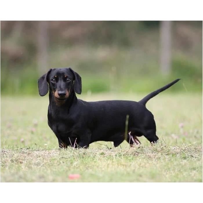 Kit Complet Broderie Diamant Chien Teckel - Diamant Peinture 40x50cm ...